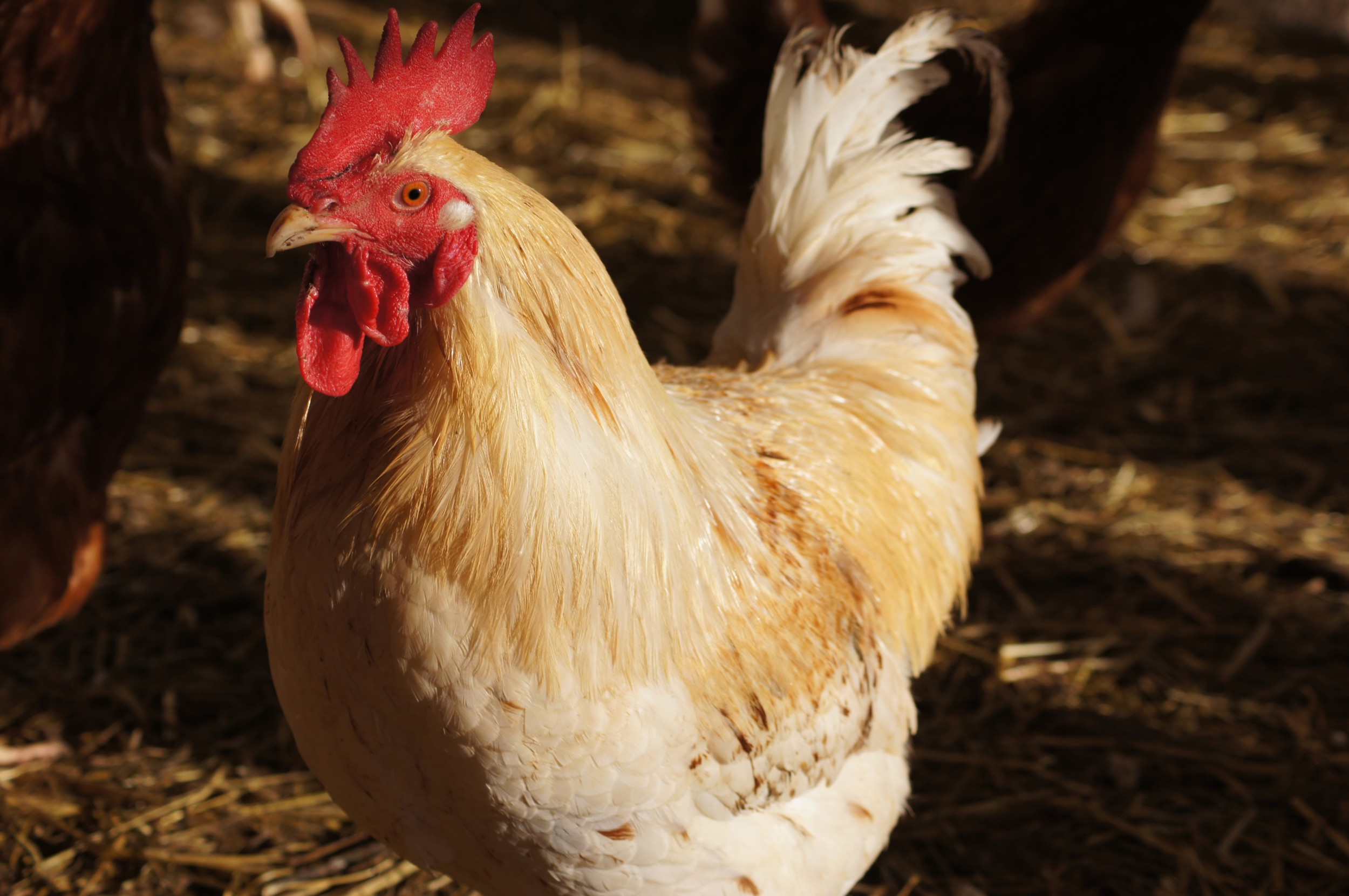 Stolzer Hahn - haehnlein